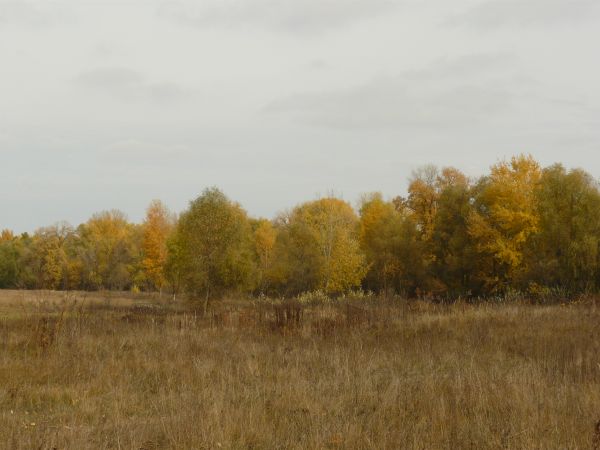 forest side view texture 0004 - Texturelib